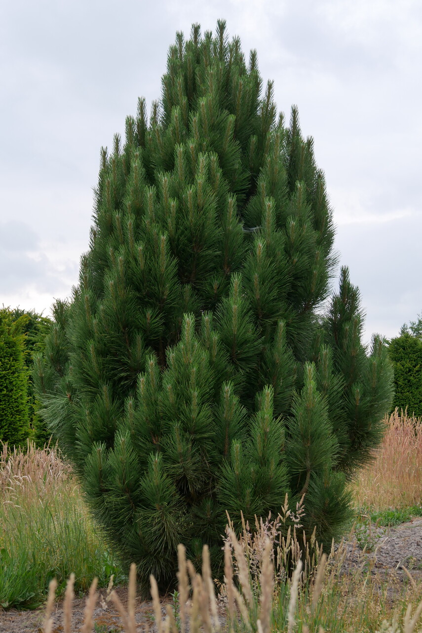 Pinus nigra 'Sinfonia' | borovice černá 'Sinfonia' - Van den Berk školky