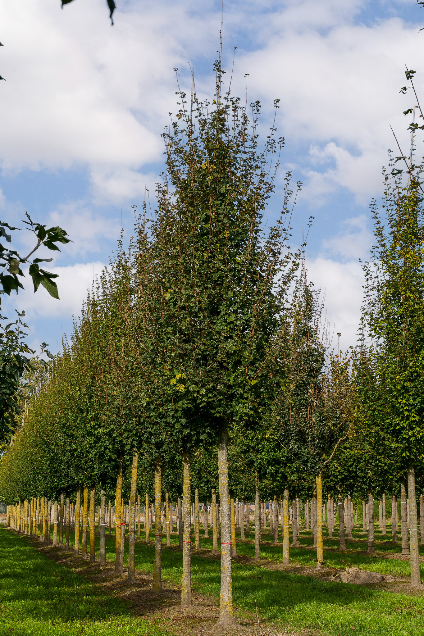 Acer campestre 'Red Shine' | javor babyka 'Red Shine' - Van den Berk školky