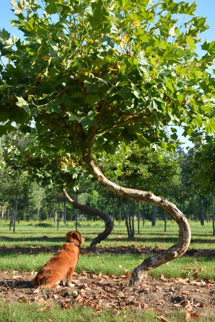 Platanus TREEVOLUTION ® THE SWING ® | platan TREEVOLUTION ® THE SWING ® - Van den Berk školky