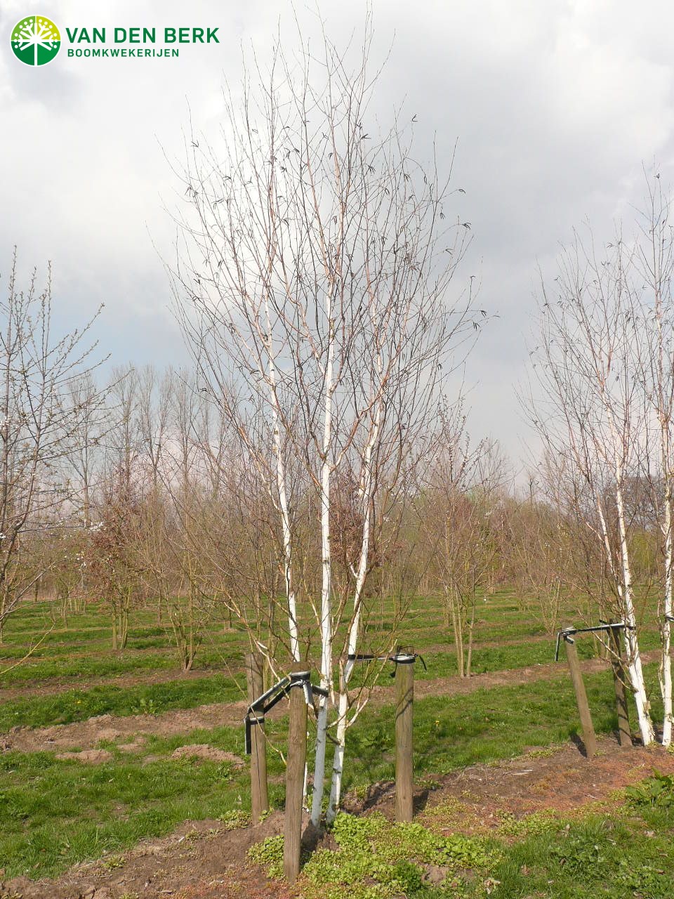Betula utilis 'Doorenbos' | bříza himalájská 'Doorenbos' - Van den Berk ...