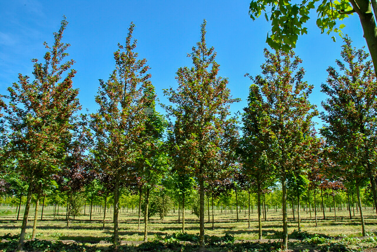 Acer campestre 'Red Shine' | javor babyka 'Red Shine' - Van den Berk Školky