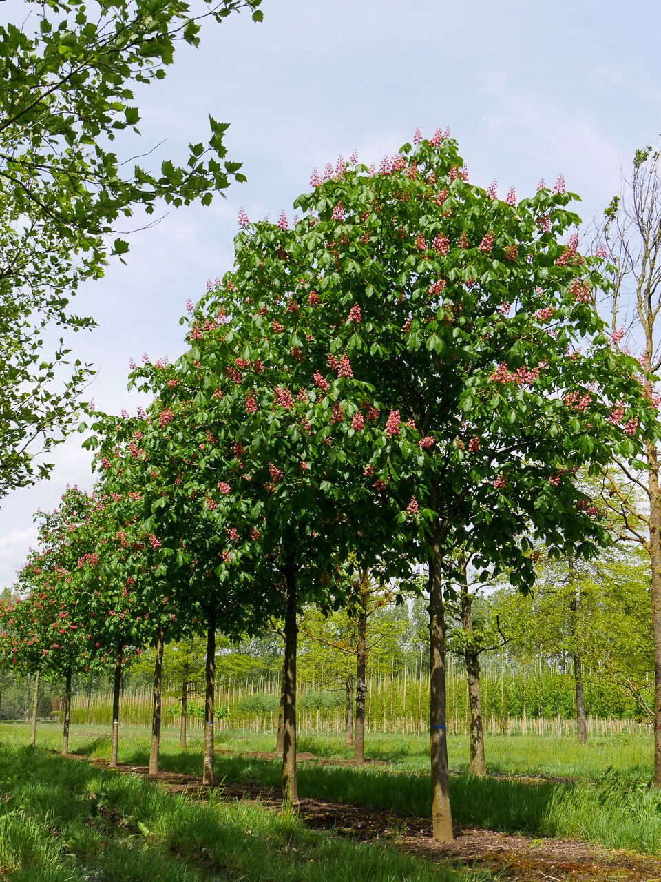 Aesculus ×carnea 'Briotii' | jírovec pleťový 'Briotii' - Van den Berk ...