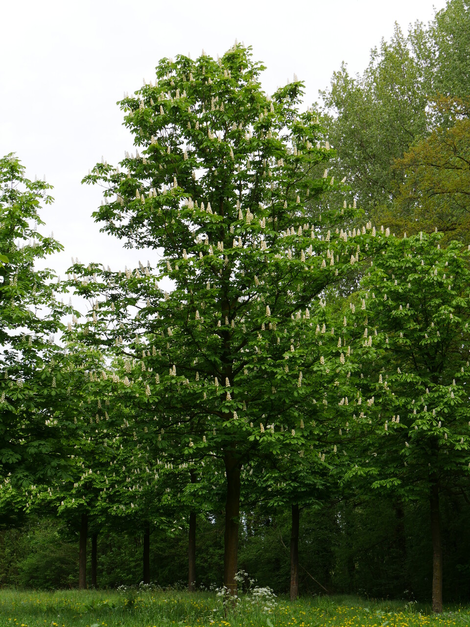 Aesculus hippocastanum | jírovec maďal - Van den Berk Školky