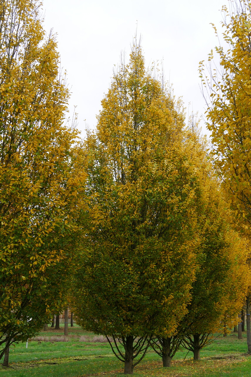 Carpinus betulus 'Fastigiata' | habr obecný 'Fastigiata' - Van den Berk ...