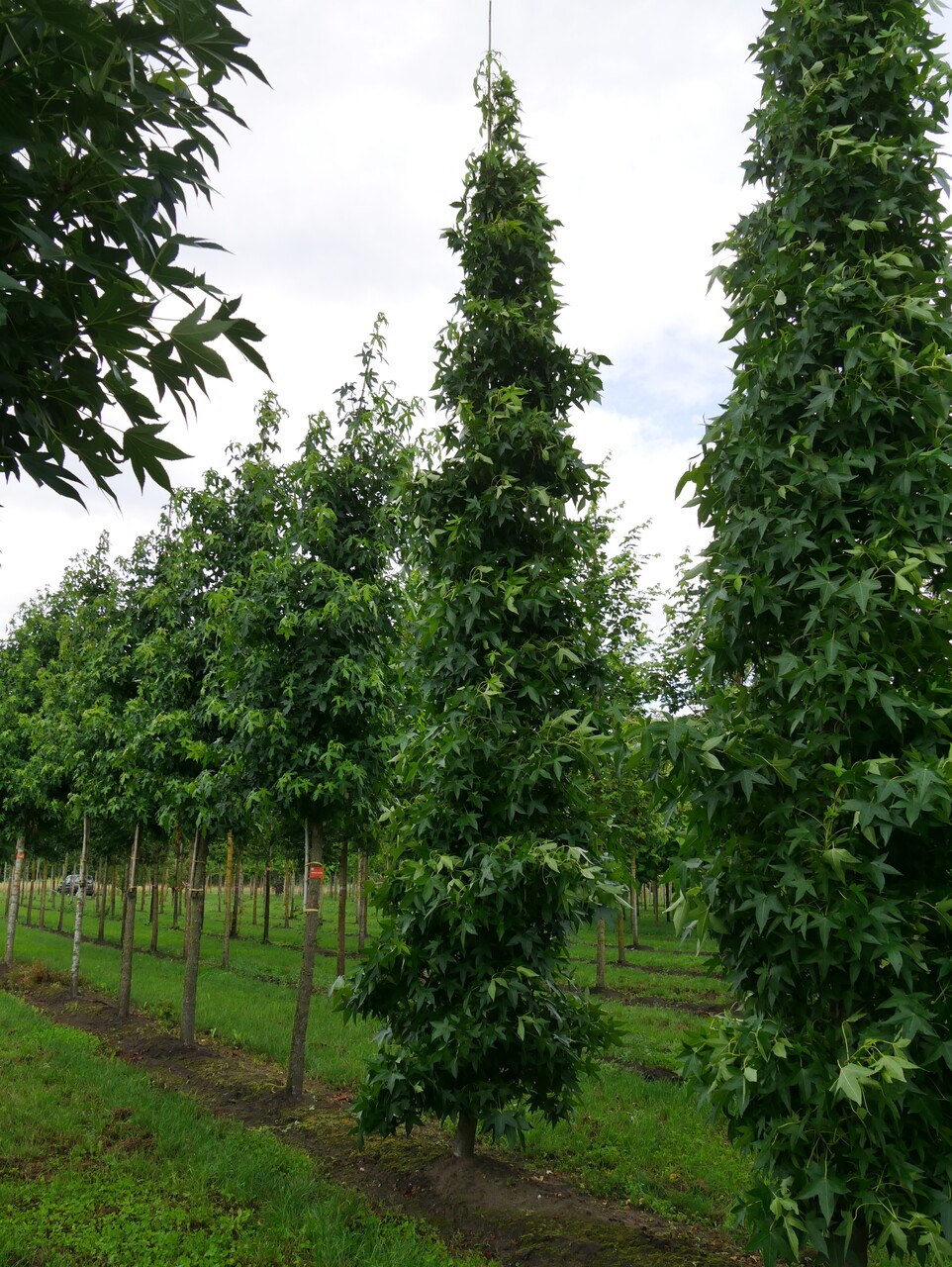 Liquidambar styraciflua 'Slender Silhouette' | ambroň západní 'Slender ...
