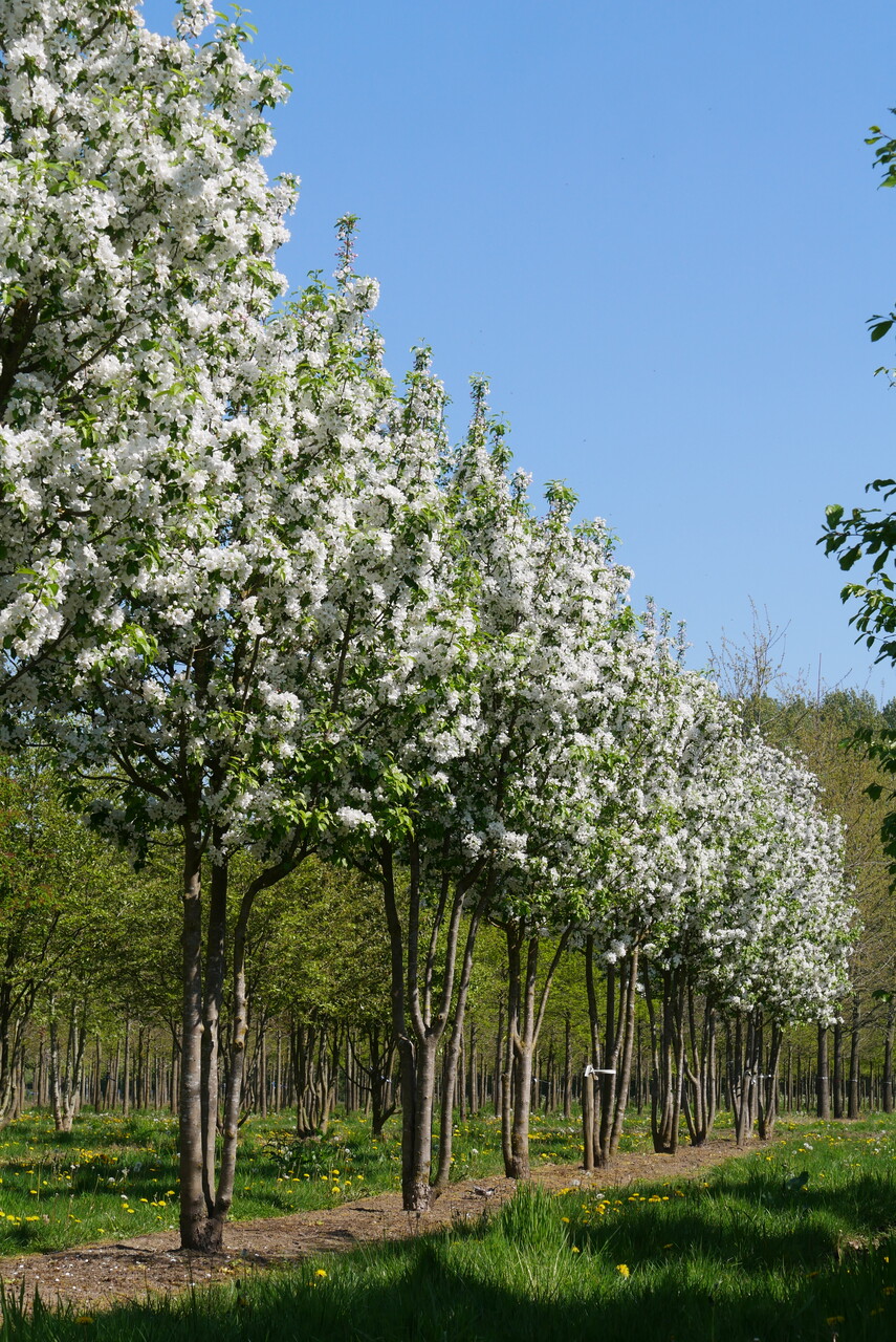 Malus sylvestris | jabloň lesní - Van den Berk Školky