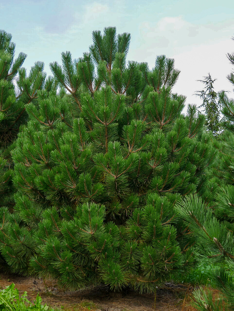Pinus nigra subsp. nigra | Borovice černá - Van den Berk Školky