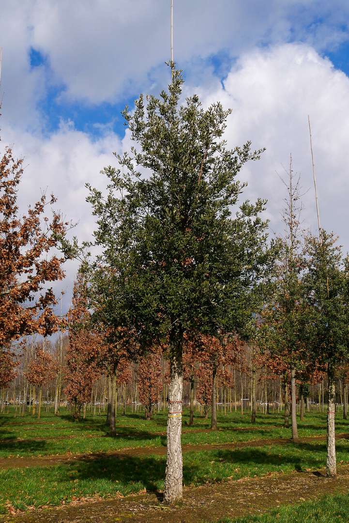 Quercus suber | dub korkový - Van den Berk Školky