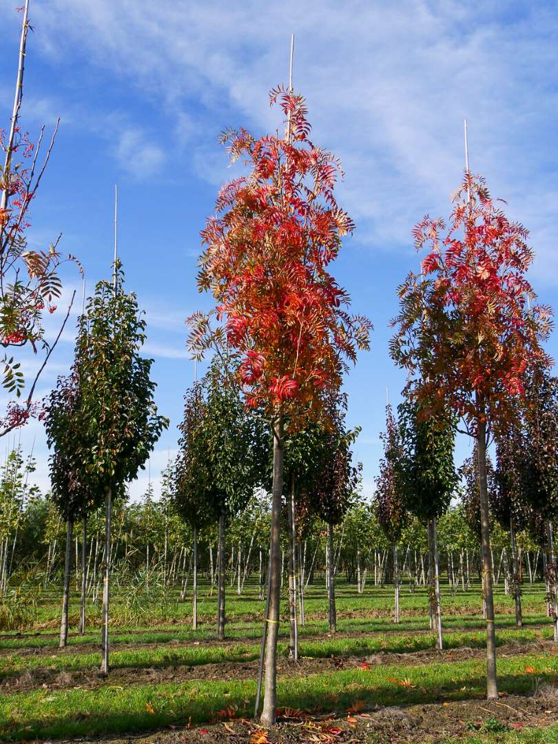 Sorbus 'Dodong' | jeřáb 'Dodong' - Van den Berk Školky