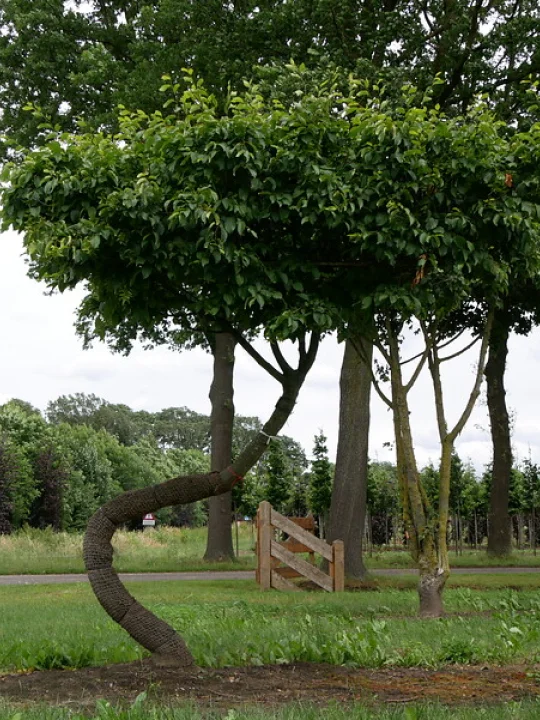 Carpinus betulus TREEVOLUTION ® THE SWING ® | habr obecný TREEVOLUTION ® THE SWING ® - Van den ...