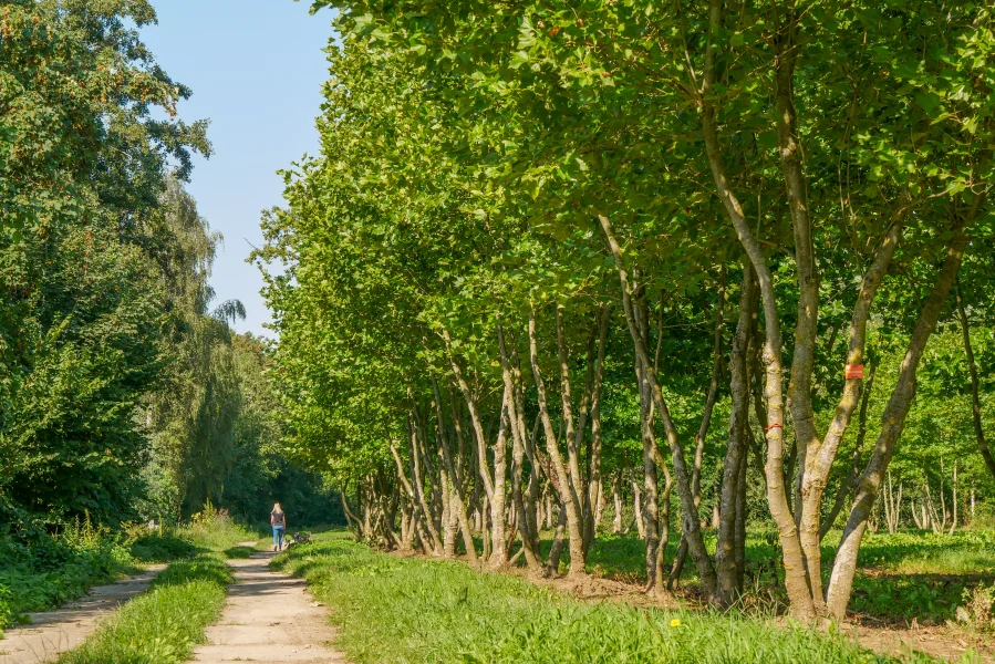 Platanus occidentalis | platan západní - Van den Berk Školky