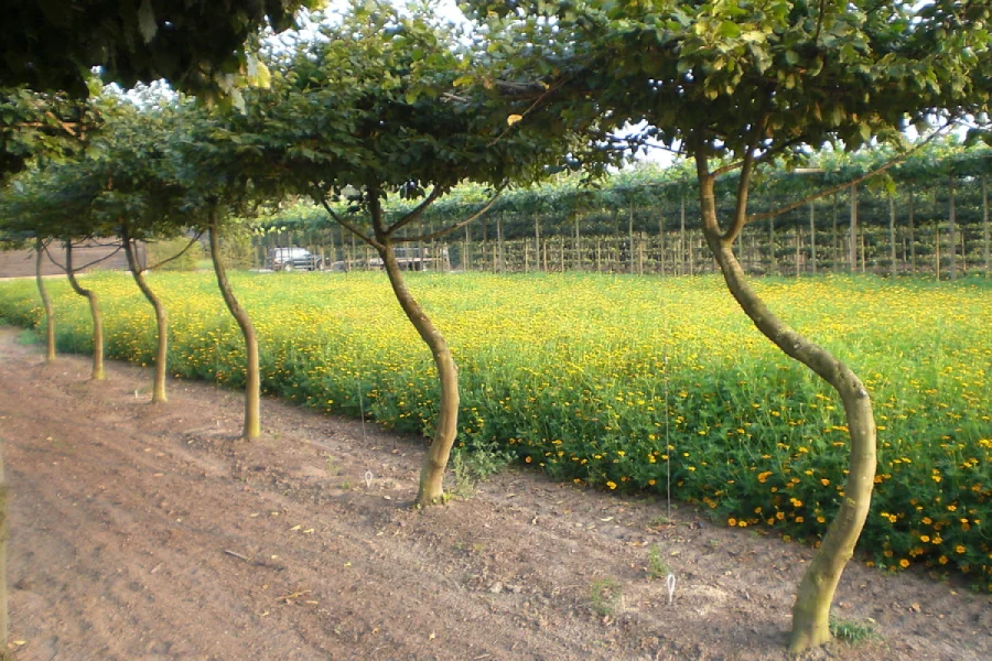 Carpinus betulus TREEVOLUTION ® THE SWING ® | habr obecný TREEVOLUTION ® THE SWING ® - Van den ...