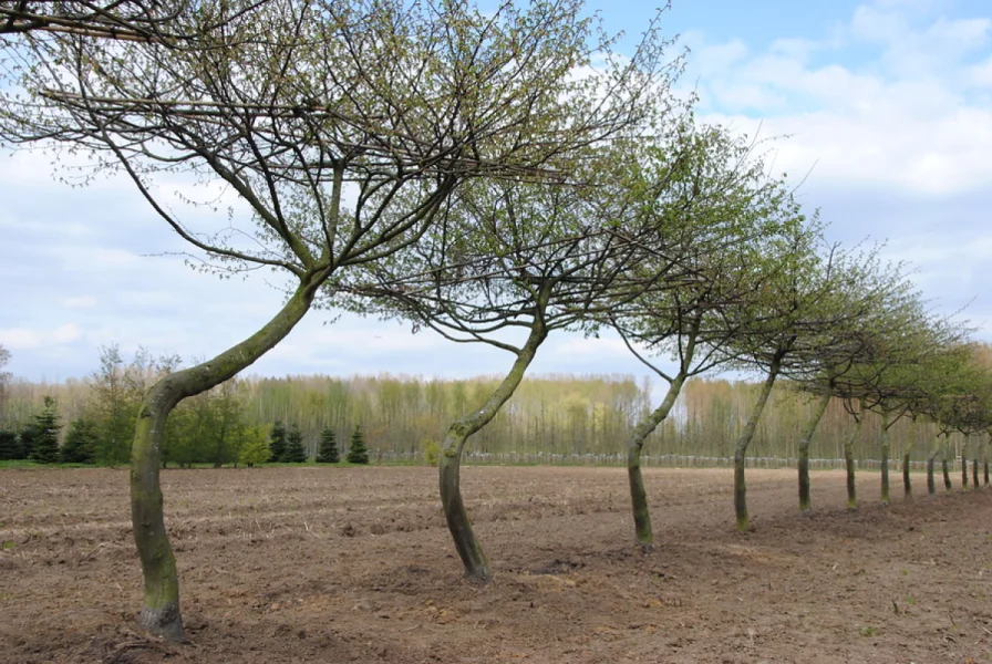 Carpinus betulus TREEVOLUTION ® THE SWING ® | habr obecný TREEVOLUTION ® THE SWING ® - Van den ...