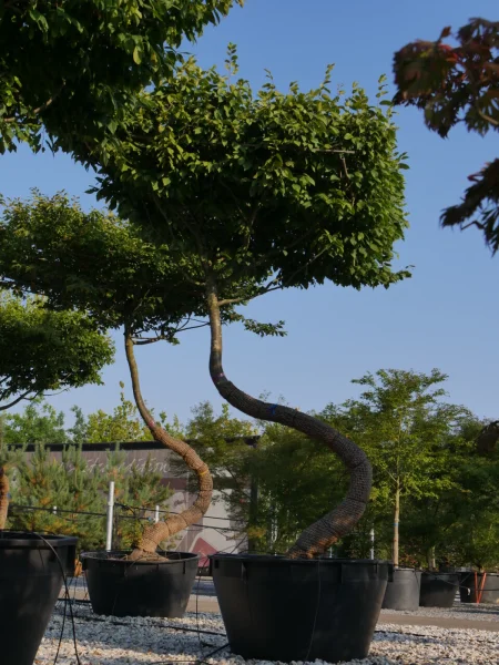 Carpinus betulus TREEVOLUTION ® THE SWING ® | habr obecný TREEVOLUTION ® THE SWING ® - Van den ...