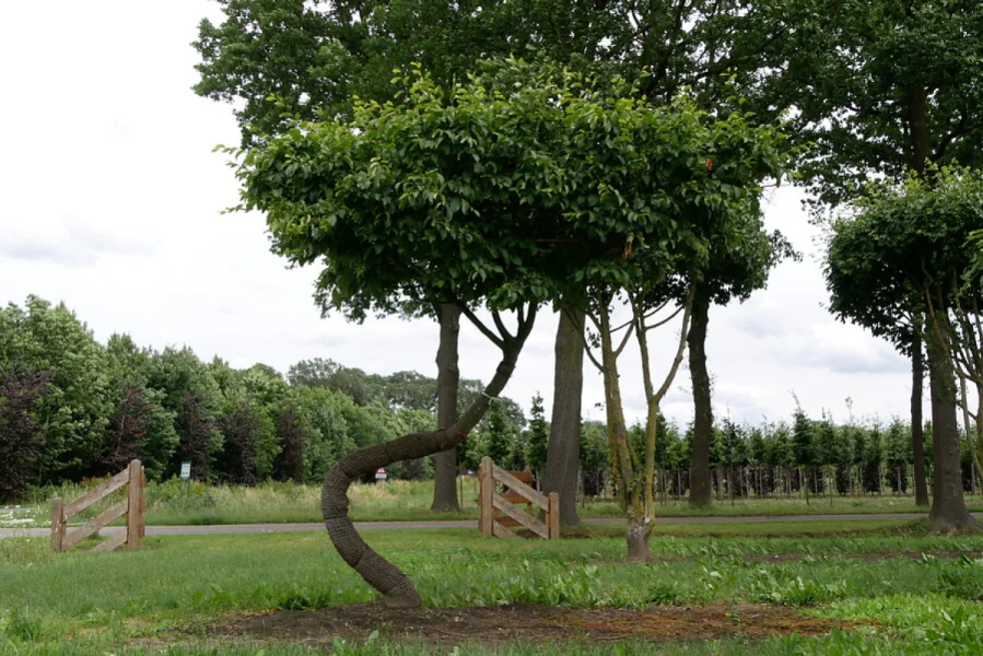 Carpinus betulus TREEVOLUTION ® THE SWING ® | habr obecný TREEVOLUTION ® THE SWING ® - Van den ...