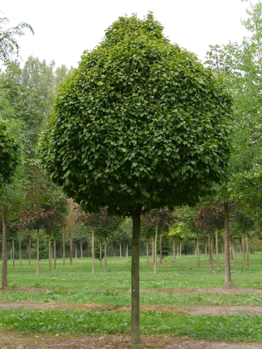 Carpinus betulus 'Columnaris' | habr obecný 'Columnaris' - Van den Berk ...