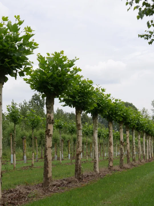 Platanus orientalis | platan východní - Van den Berk Školky