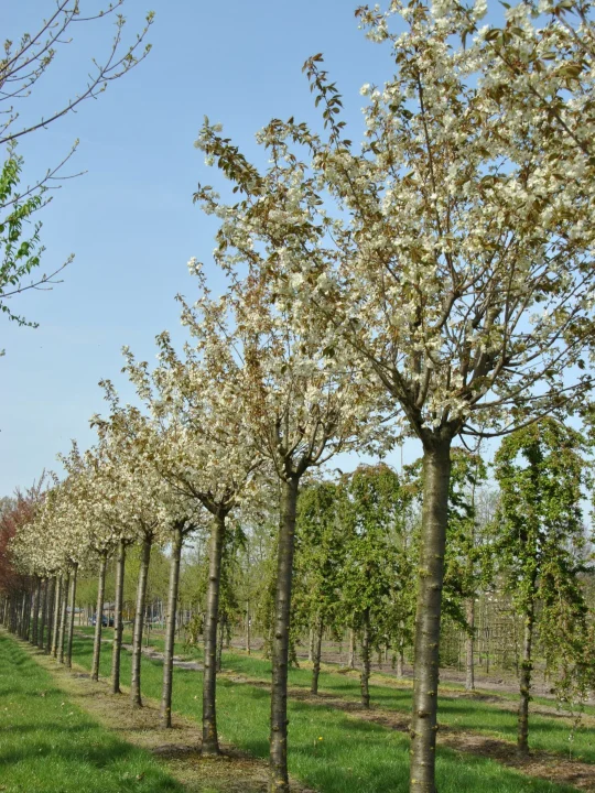 Prunus serrulata 'Ukon' | sakura ozdobná 'Ukon' - Van den Berk Školky