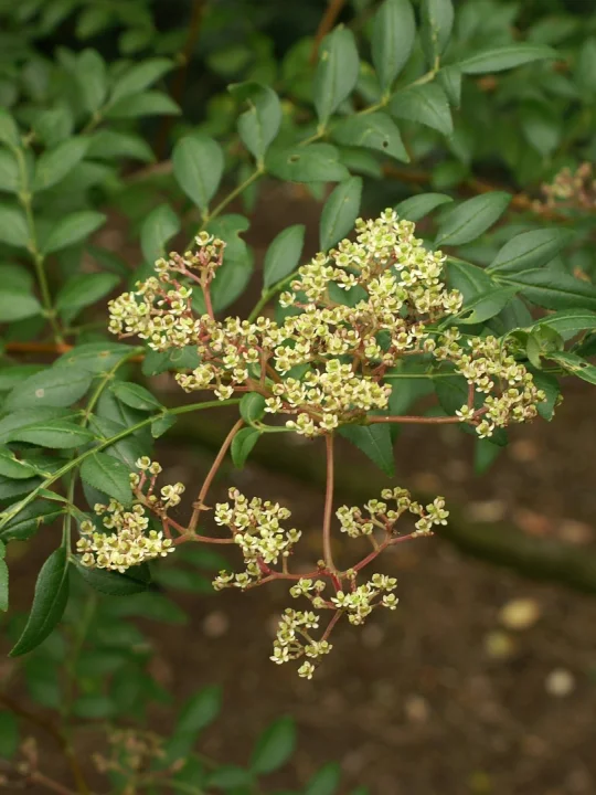 Zanthoxylum piperitum | Japan pepper, Japanese prickly-ash - Van den ...