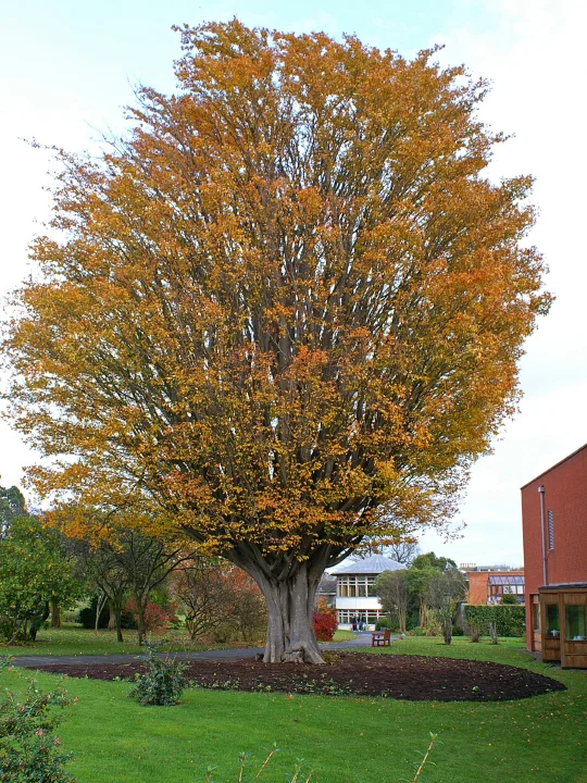 Zelkova carpinifolia | Caucasian elm - Van den Berk Školky