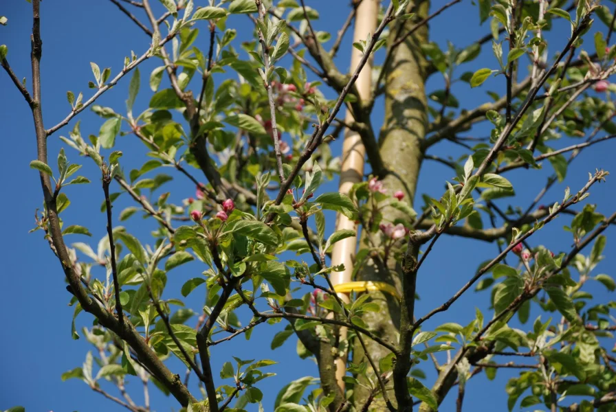 Malus domestica 'Elstar' | jabloň 'Elstar' - Van den Berk školky