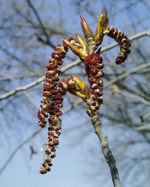 Populus ×canadensis 'Ellert' | topol kanadský 'Ellert' - Van den Berk ...