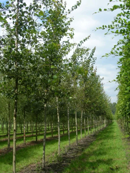 Populus tremula | topol osika - Van den Berk školky