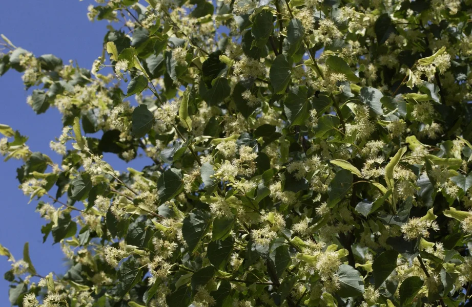 Tilia cordata | Lípa srdčitá - Van den Berk školky