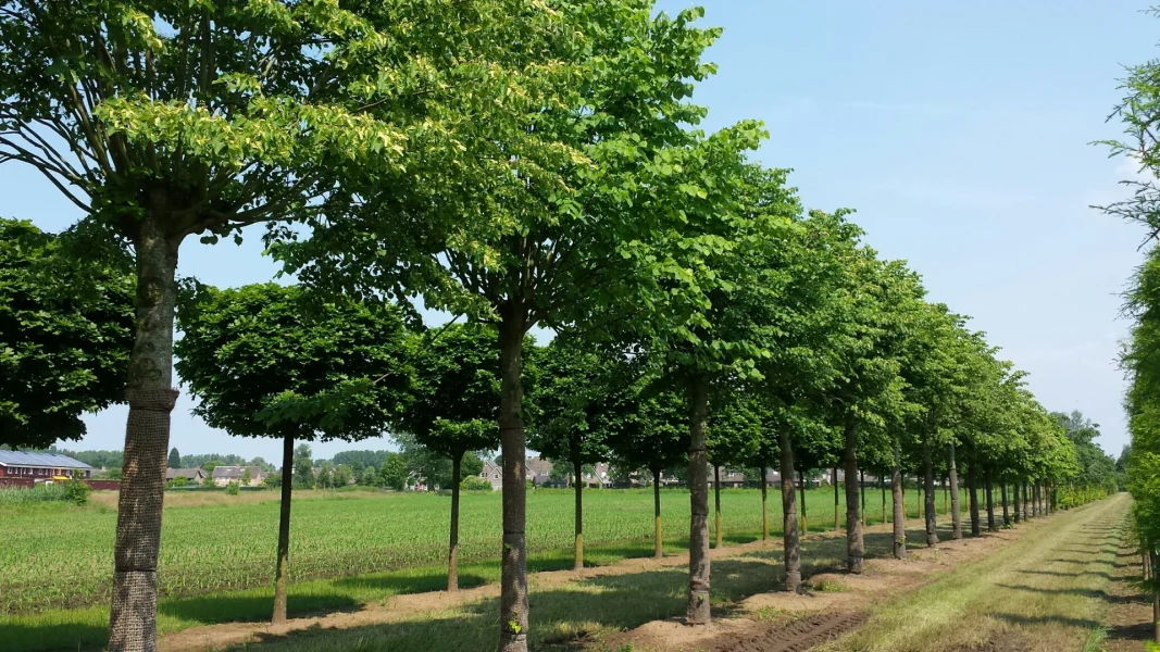 Tilia cordata | Lípa srdčitá - Van den Berk školky