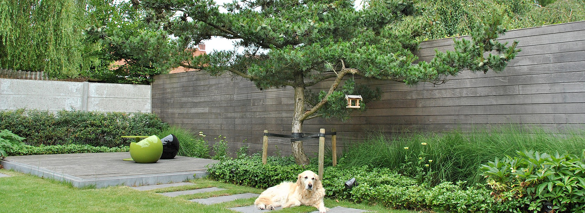 Carpinus betulus TREEVOLUTION ® THE SWING ® | habr obecný TREEVOLUTION ® THE SWING ® - Van den ...